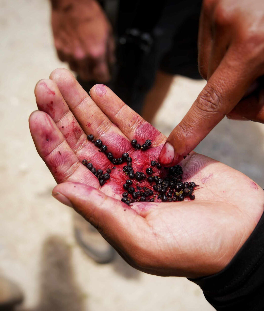 The Ojibwe "Berry Fast": A Native American Coming-of-Age Menstruation ...