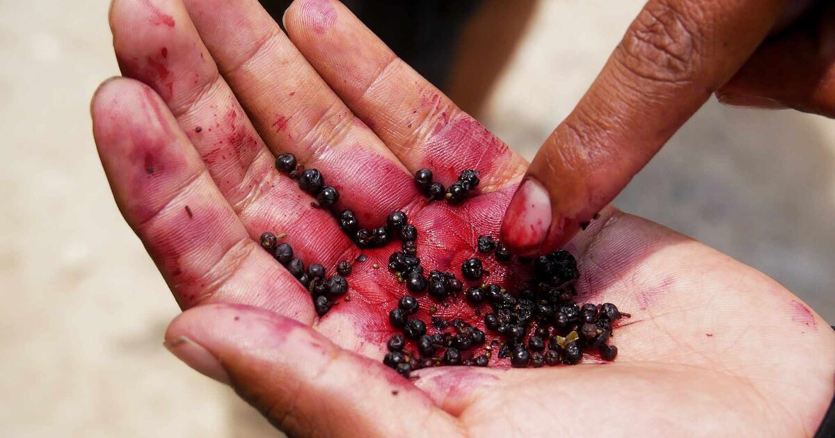 The Ojibwe "Berry Fast": A Native American Coming-of-Age Menstruation ...